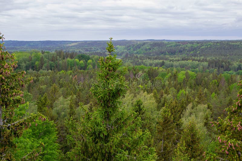 Top of Pine Trees. Forest Top View. Scenic Landscape Stock Photo ...