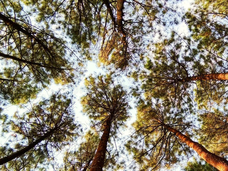The Top of the Pine Trees Seen from a Low Angle Stock Image - Image of ...