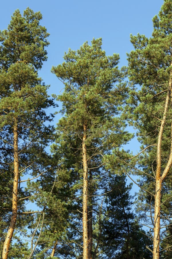 Top pine trees stock image. Image of leaf, environment - 121681719
