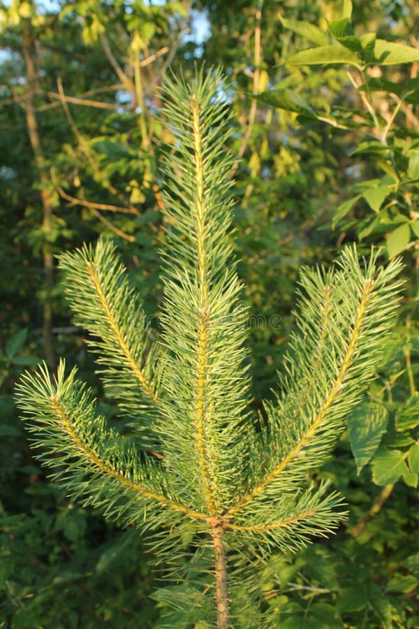 The top of the pine stock image. Image of branches, pins - 32042659