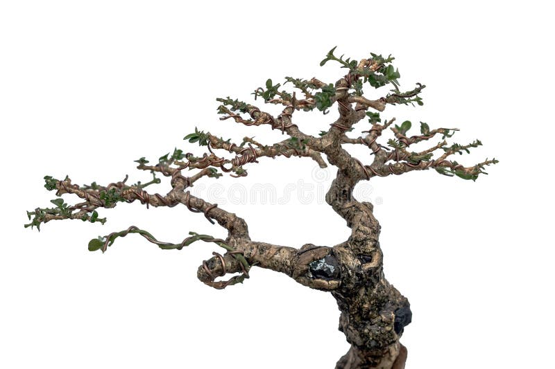 The Top of the Premna Tree that is Being Made into a Bonsai Stock Image ...