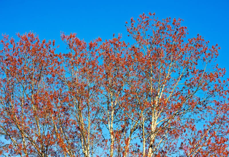 Top of a Red Maple Tree Covered by Red Winged Seeds in Spring Stock ...