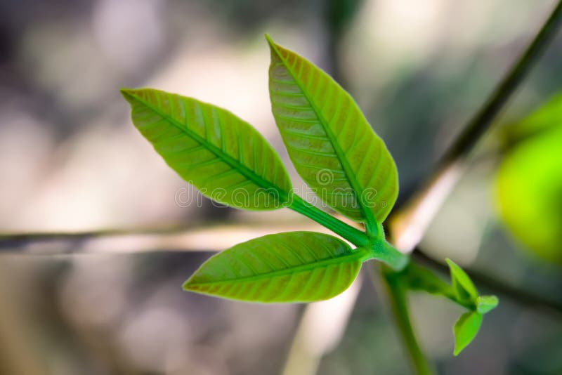 301 Santol Tree Stock Photos - Free & Royalty-Free Stock Photos from ...