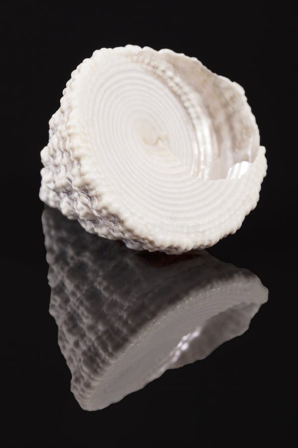 Top-shaped Sea Shell of Sea Snail Trochus Isolated on Black Background ...