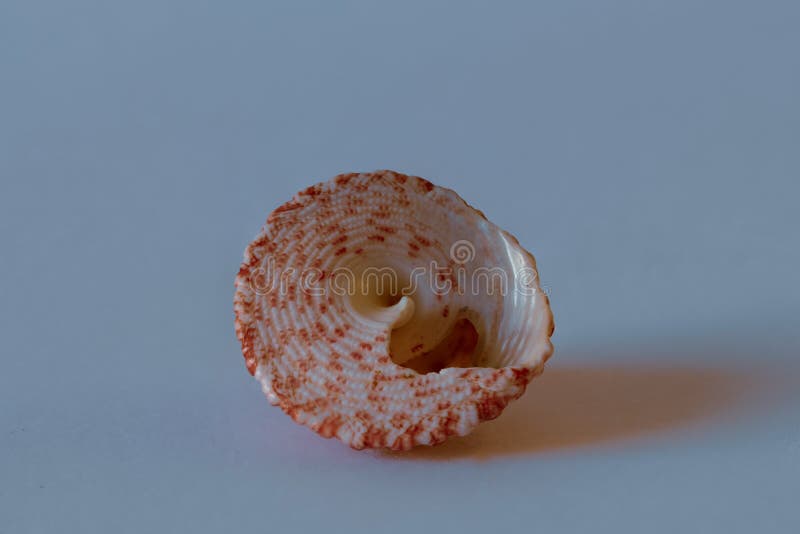 Top Shell. Trochus Niloticus L Stock Image - Image of hermit, seashells ...