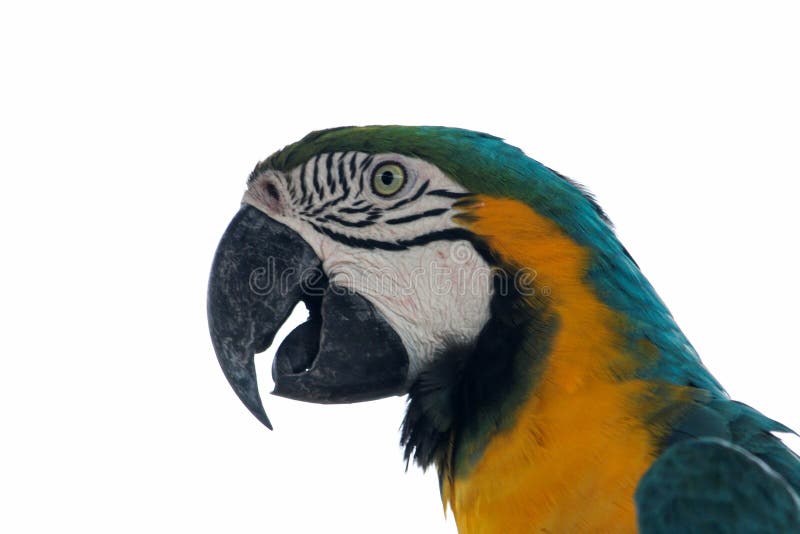 Parakeet Open Mouth Stock Photos - Free & Royalty-Free Stock Photos ...