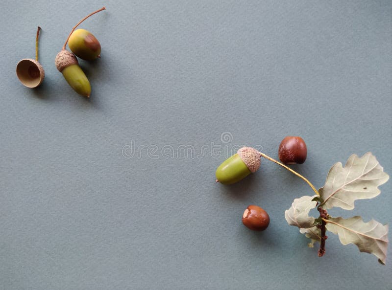 Acorns and Nuts on Grey Paper Stock Image - Image of botanical, desk ...