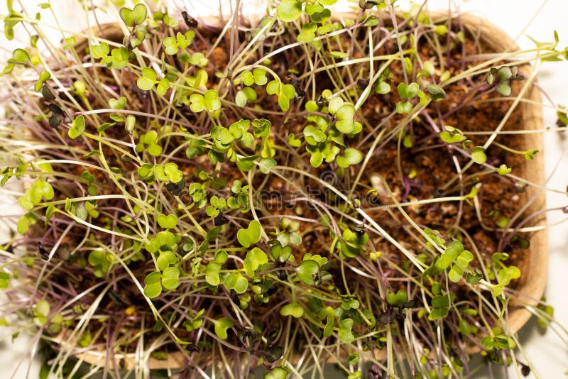Top Shot of Small Sprouting Microgreens Spores in a Pot Stock Photo ...