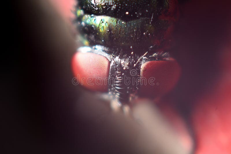 Fly Eye Top Angle Home Fly Sharp ðŸ‘€ Stock Image - Image of angle ...