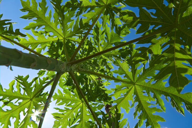 Top Side View of Papaya Tree with Leaves Covering the Sky Stock Image ...
