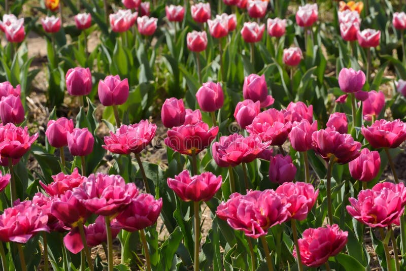 Top Side View of Pink Tulips in a Flower Crops Field Stock Image ...