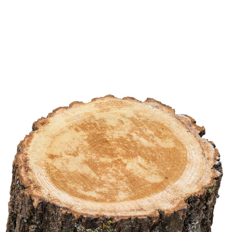 Top of stump log stock image. Image of three, clipping - 64497705
