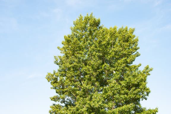 Top of tall tree stock image. Image of nature, green - 284584523