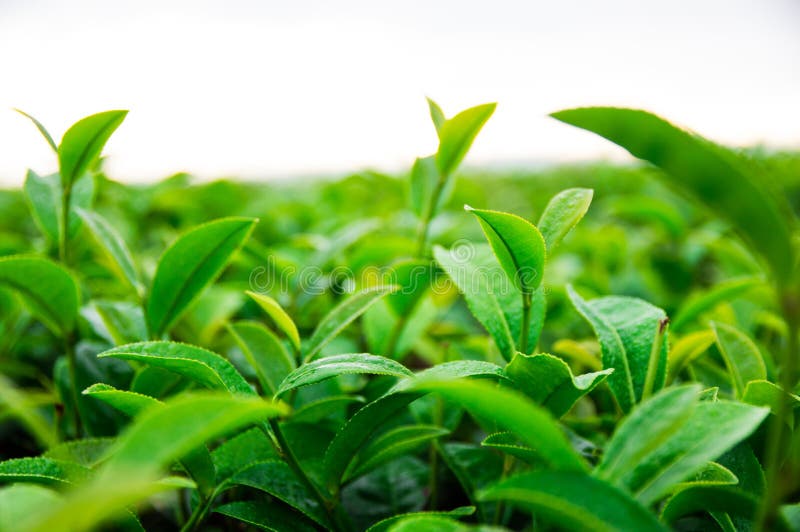Top of the Tea Leaves in the Farm Stock Image - Image of growth, beauty ...