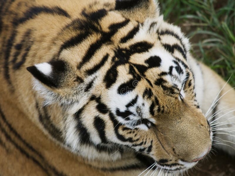 Top Of A Tiger's Head Stock Photo - Image: 9135650