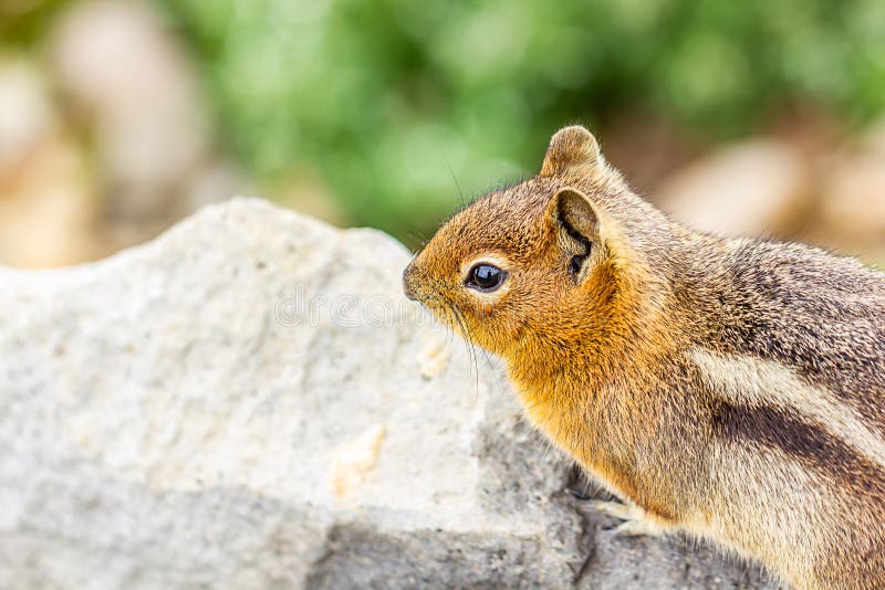 Top Torso of Small Red Chipmunk on Rock Stock Photo - Image of mammal ...