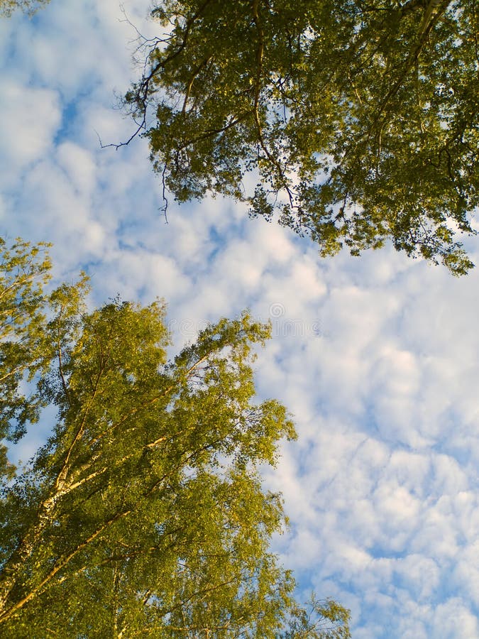 Top of tree stock image. Image of seasonal, green, outdoor - 4656109