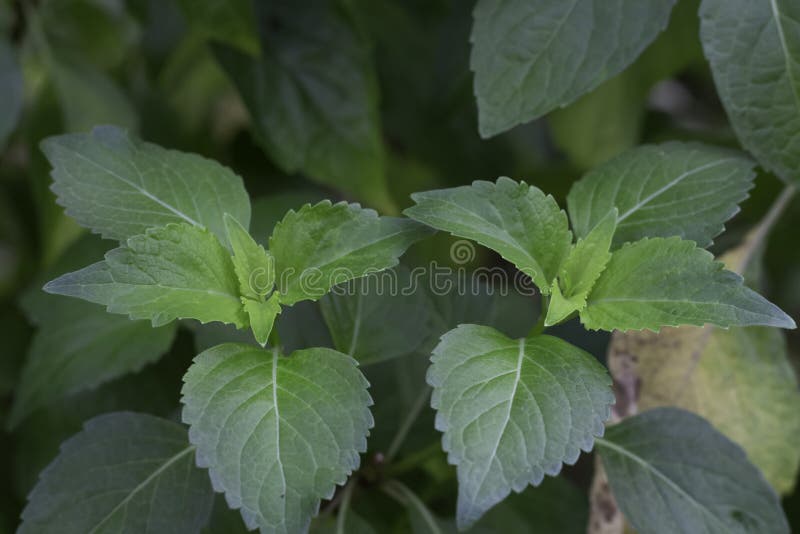 The Top of the Tree Basil Leaves are Green Stock Photo - Image of ...