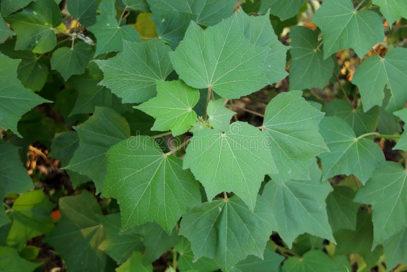 Top Tree of Chinese Cotton or Tree Cotton. Stock Photo - Image of ...