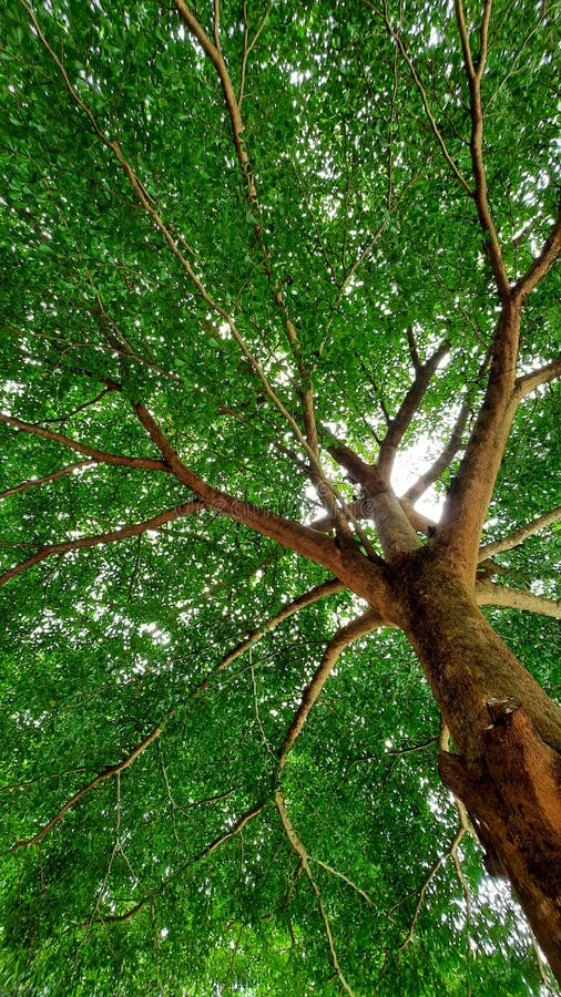 Top of tree.. stock photo. Image of wood, beautiful - 210365976