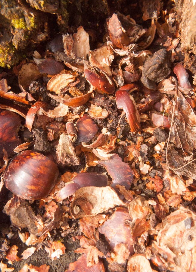 127 Spiky Nut Shells Stock Photos - Free & Royalty-Free Stock Photos ...