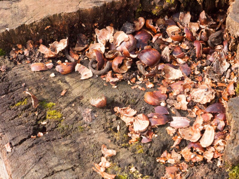 Sea Shells on Brown Wood Table Background. Stock Image - Image of ...