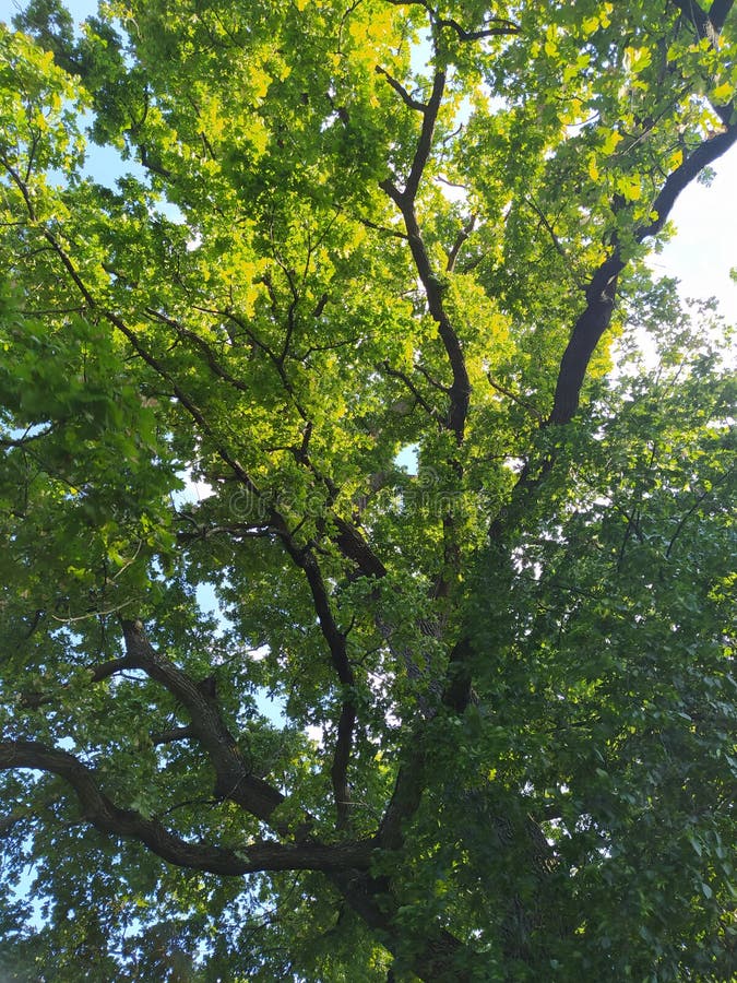 Top tree in summer stock photo. Image of autumn, plant - 189594608