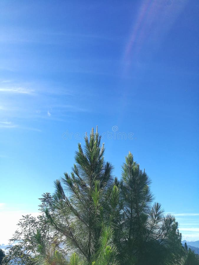Top of a tree stock photo. Image of view, tree - 100012062