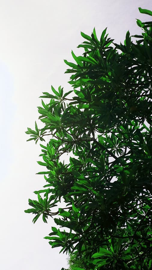 Top of the tree. stock photo. Image of whitebackground - 77396254