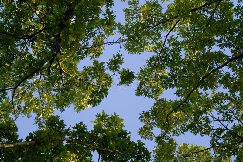 Top of trees stock image. Image of tree, nature, green - 5984955