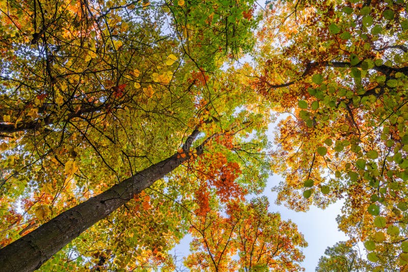 Top of Trees of Autumn Forest in the Colors of Autumn Stock Photo ...