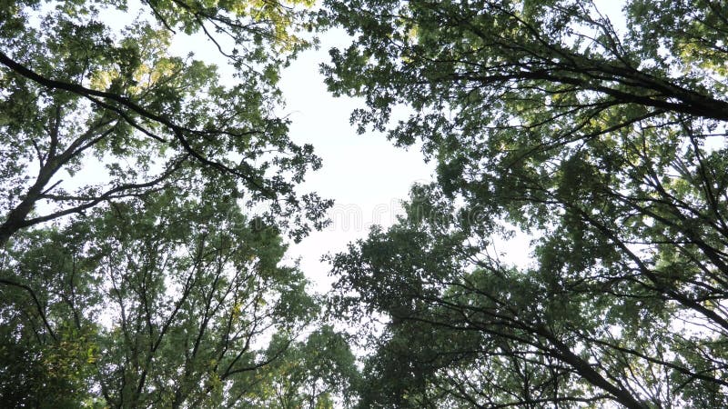 Background Footage of Trees. Walking in the Forest. Top of the Trees ...