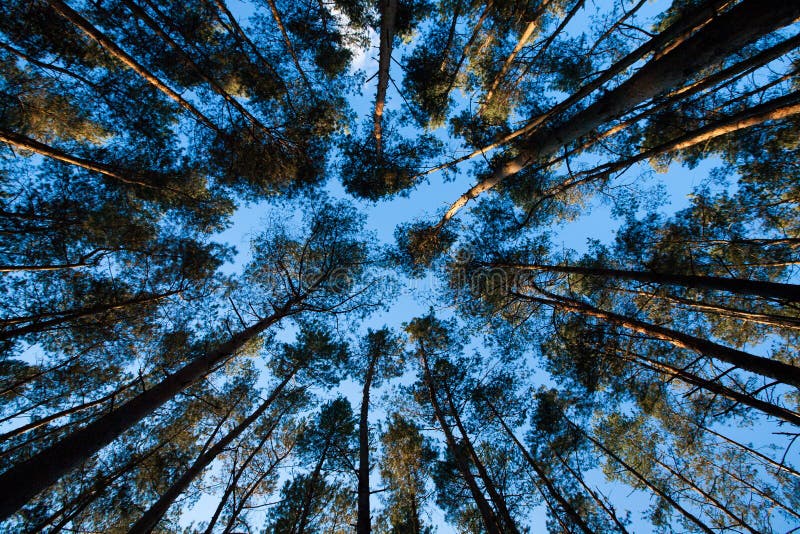 Red Pine Forest Looking Up stock photo. Image of tree - 32829570