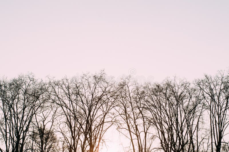 Top Trees Branches with Subtle Sunset Stock Image - Image of nature ...