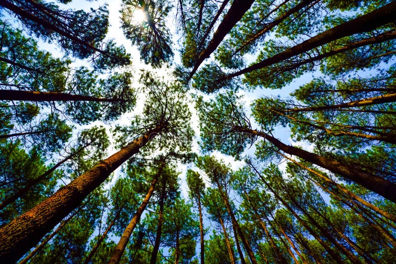 Clear Perspective of Pathway in the Middle of Rain Forest Tropical ...