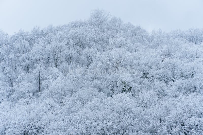 Top of the Trees Covered in Snow. Stock Image - Image of cool, frost ...