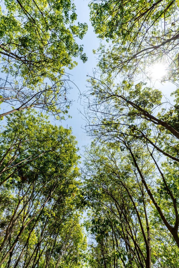 Top of the trees stock image. Image of forest, sunlight - 88793287