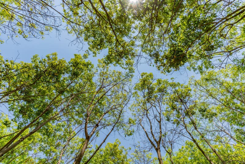 Top of the trees stock image. Image of nature, season - 88958743