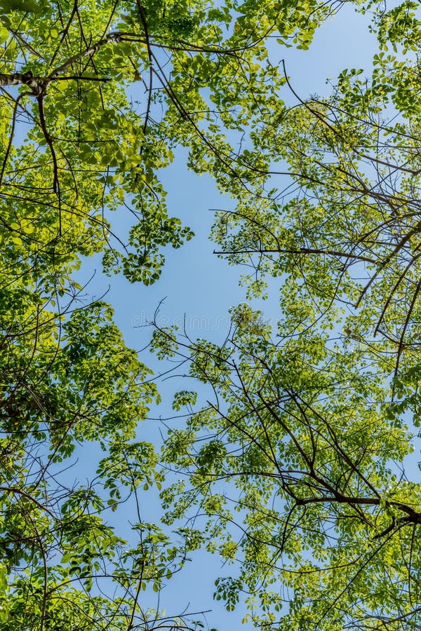 Top of the trees stock image. Image of tall, beautiful - 89356297