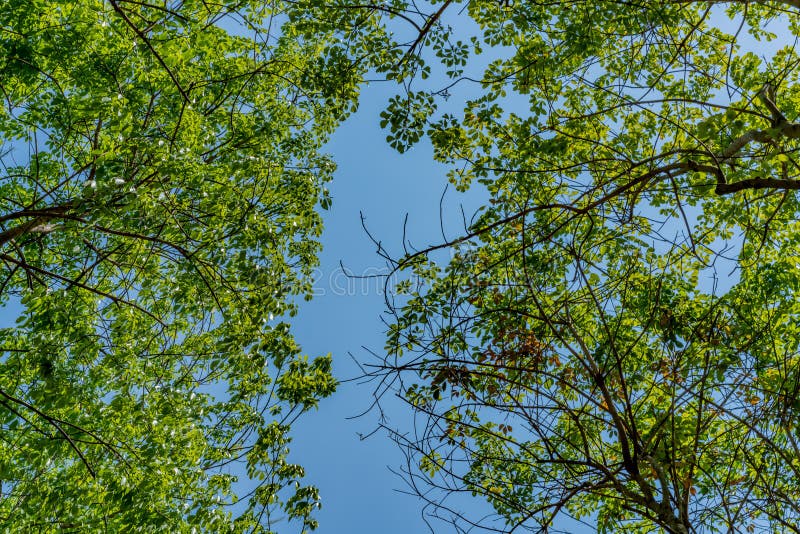 Top of the trees stock photo. Image of outdoor, natural - 89356598