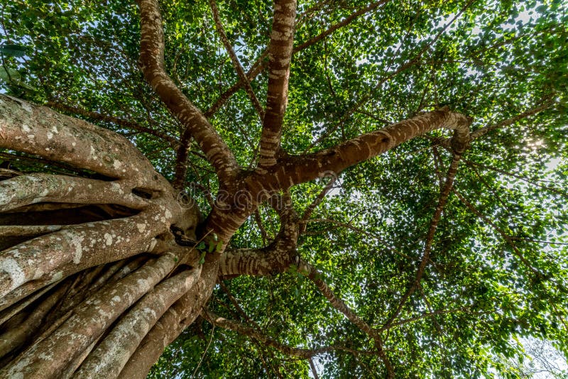 Top of the trees stock photo. Image of leaf, plant, natural - 89553088