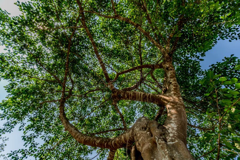 Top of the trees stock image. Image of natural, outdoor - 89835839