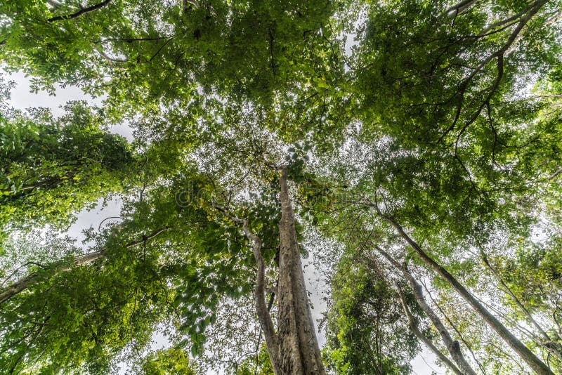 Top of the trees stock image. Image of green, natural - 78967143