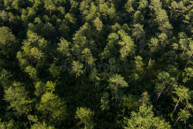 Top of Trees Looking Down from Drone Stock Image - Image of mountain ...