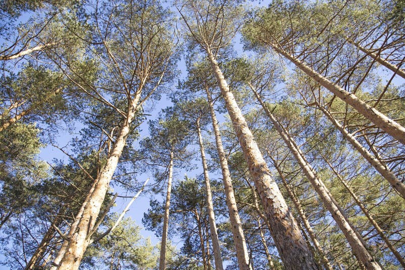 Top trees stock photo. Image of growth, color, beam - 147008772