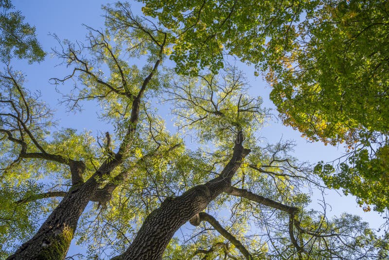 Top of the Trees Photographs from Below Stock Image - Image of sunset ...