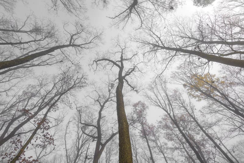 Top of the Trees Photographs from Below Stock Photo - Image of ...