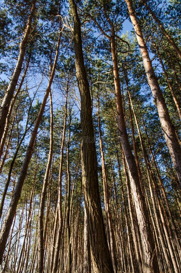 Top of trees stock photo. Image of woods, green, forrest - 62487932