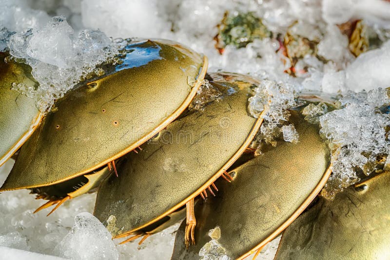 Top and Under Shell of Horseshoe Crab on Ice. Stock Photo - Image of ...