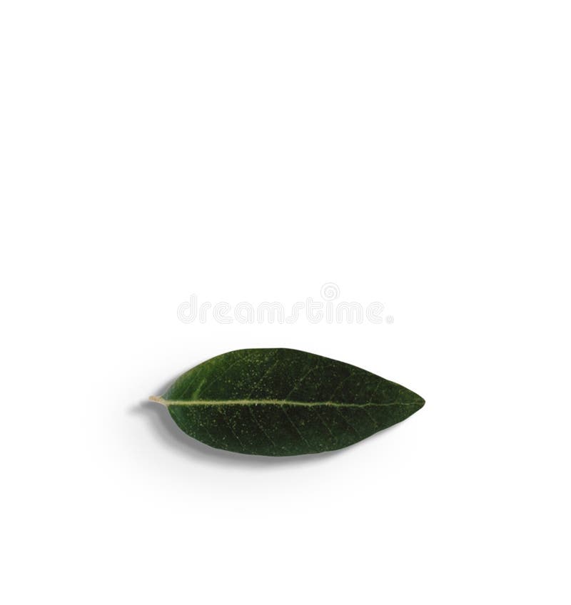 Top Up View Isolated Green Leaves on White Background.fit for Your ...